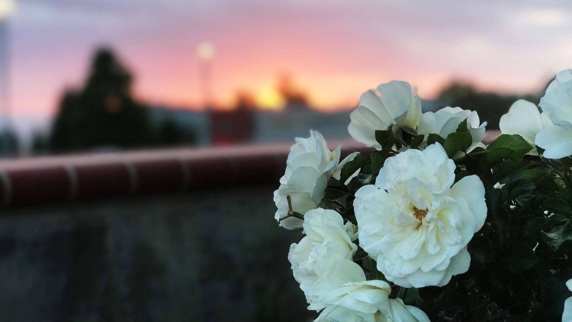 Download wallpaper 1920x1080 wild rose, bush, white full hd, hdtv, fhd ...