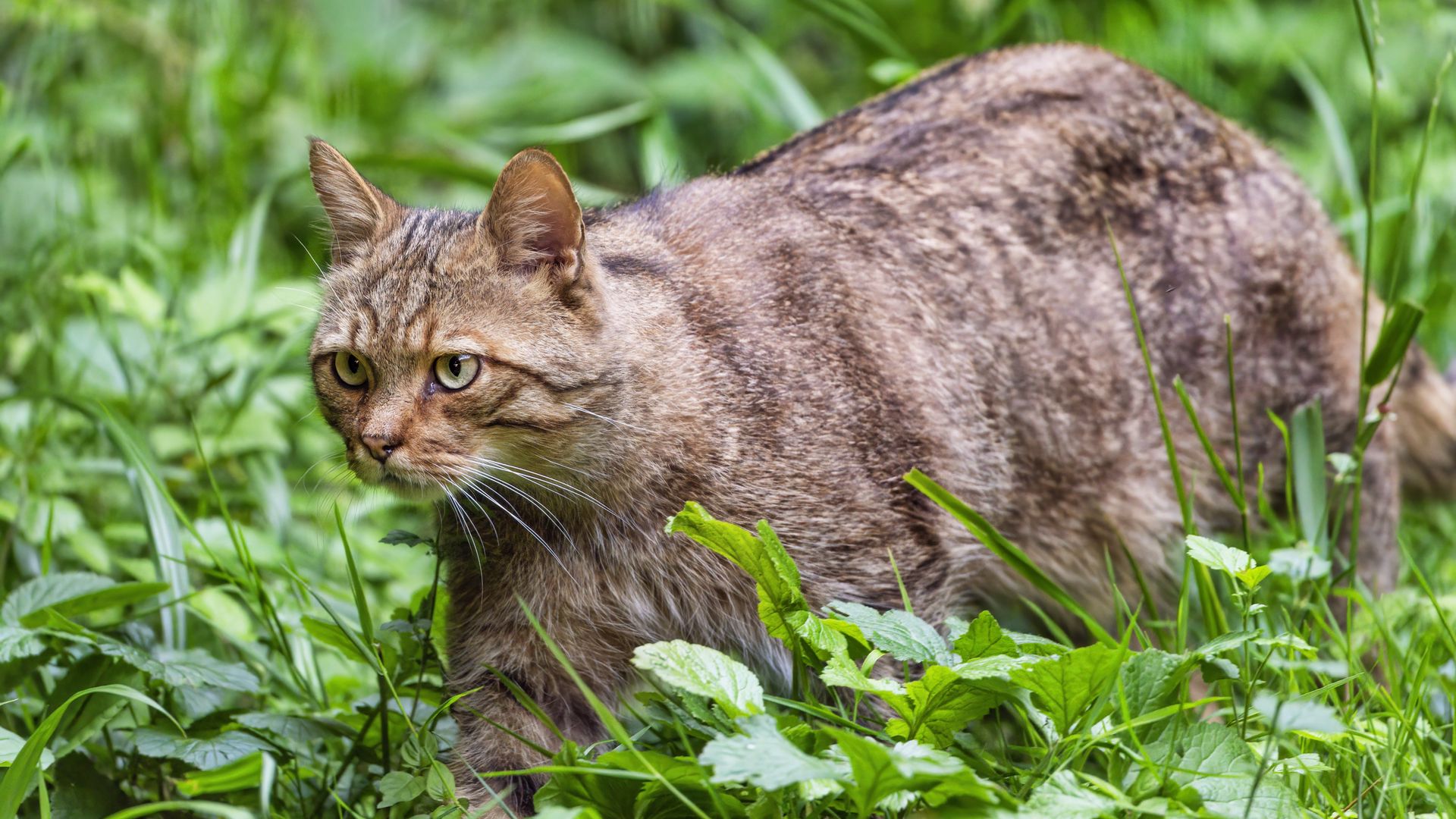Download wallpaper 1920x1080 wildcat, grass, animal, wildlife, greenery ...