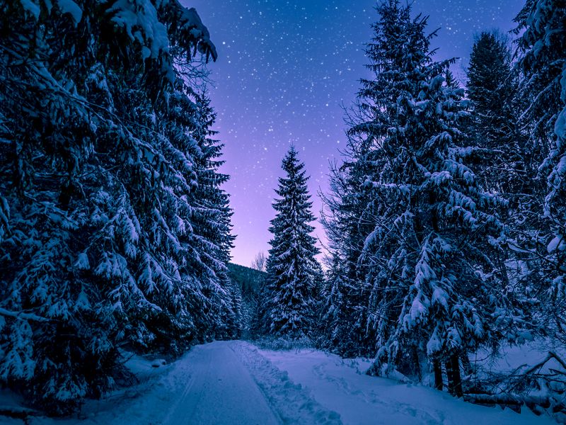Download wallpaper 800x600 winter, forest, road, snow, starry sky ...