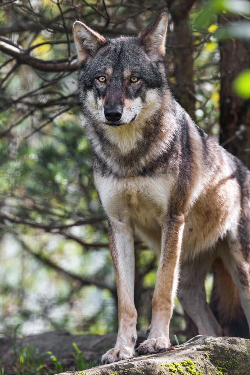 Download wallpaper 800x1200 wolf, animal, wild, predator iphone 4s/4 ...