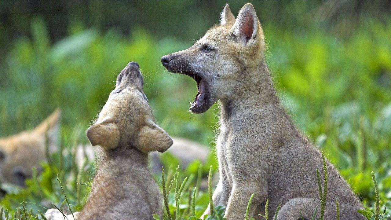 Wallpaper Wolf Cubs Cubs Wolf Grass Couple Hd Picture Image