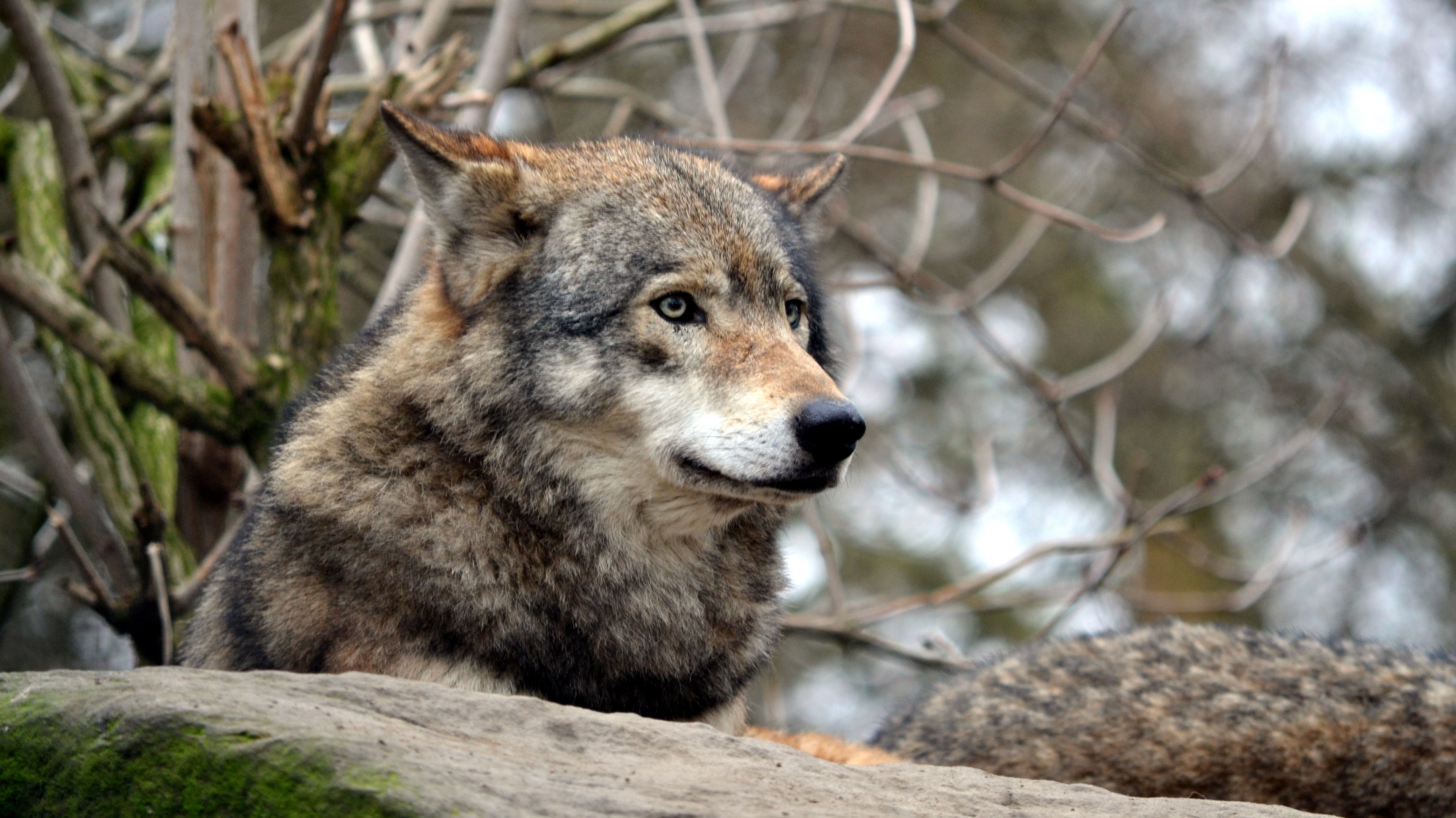 Download wallpaper 3840x2160 wolf, gray, predator, wildlife 4k uhd 16:9 ...
