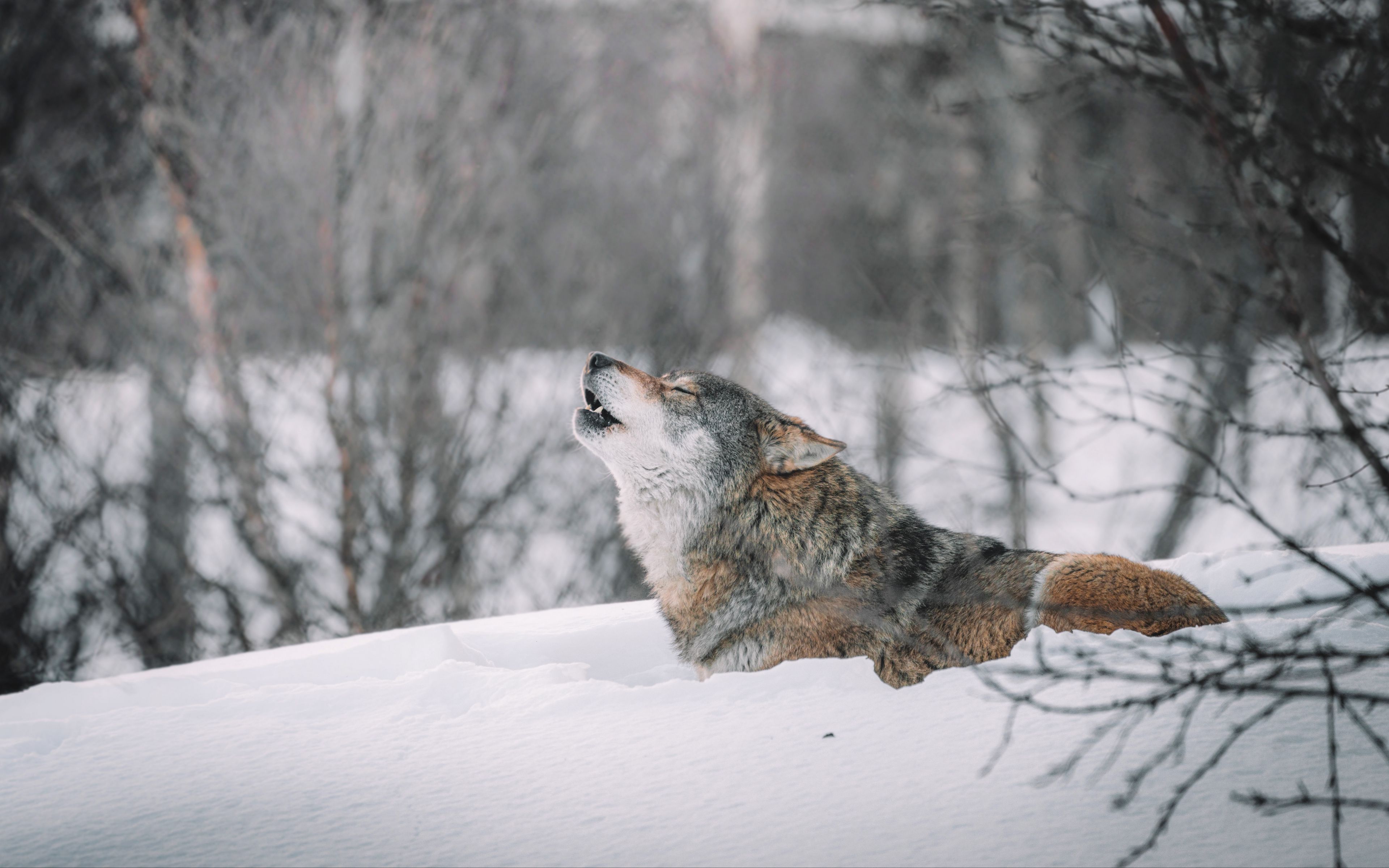 Download wallpaper 3840x2400 wolf, howl, predator, snow, wildlife 4k ...