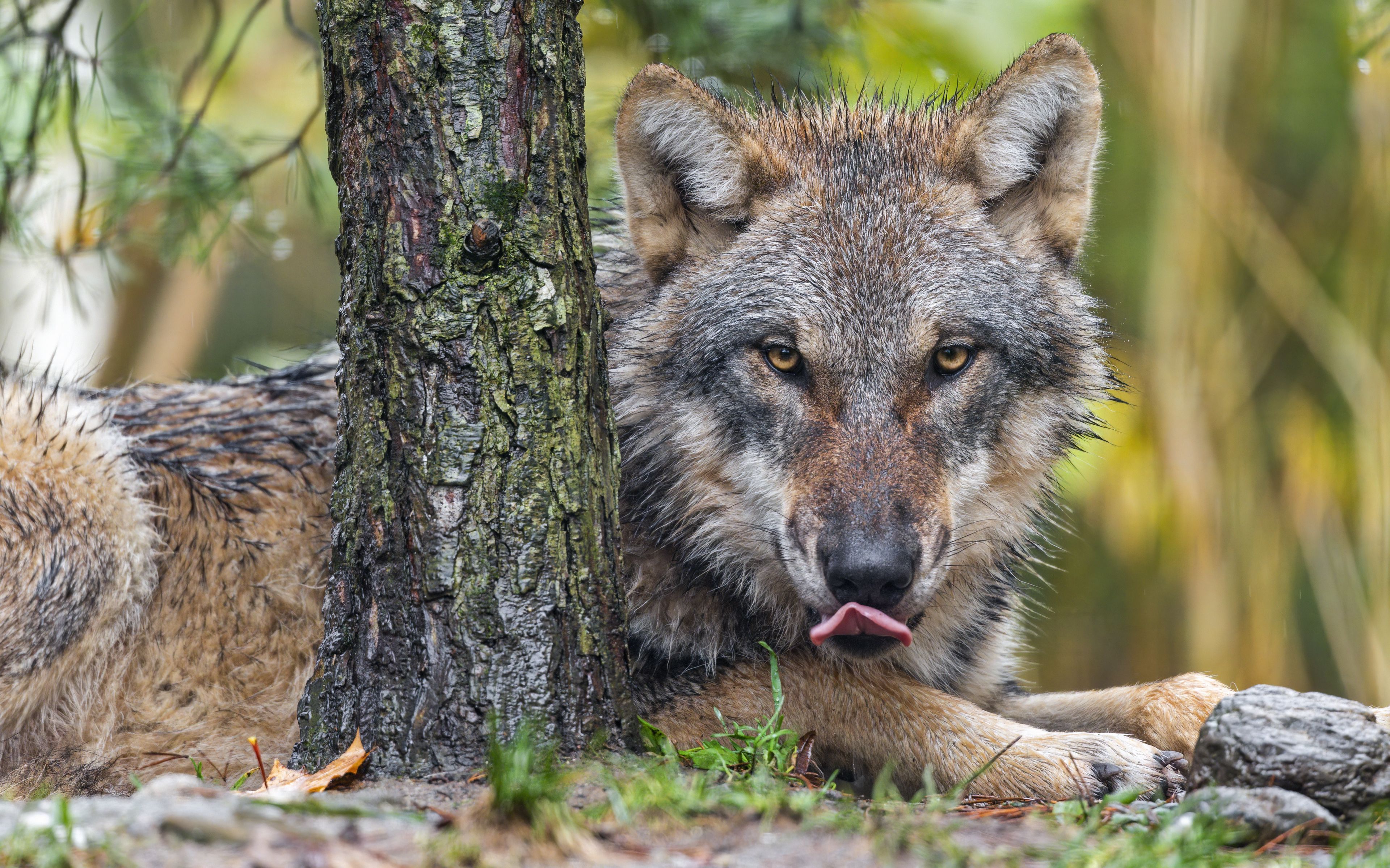 Download wallpaper 3840x2400 wolf, lick, predator, animal, tree 4k ...
