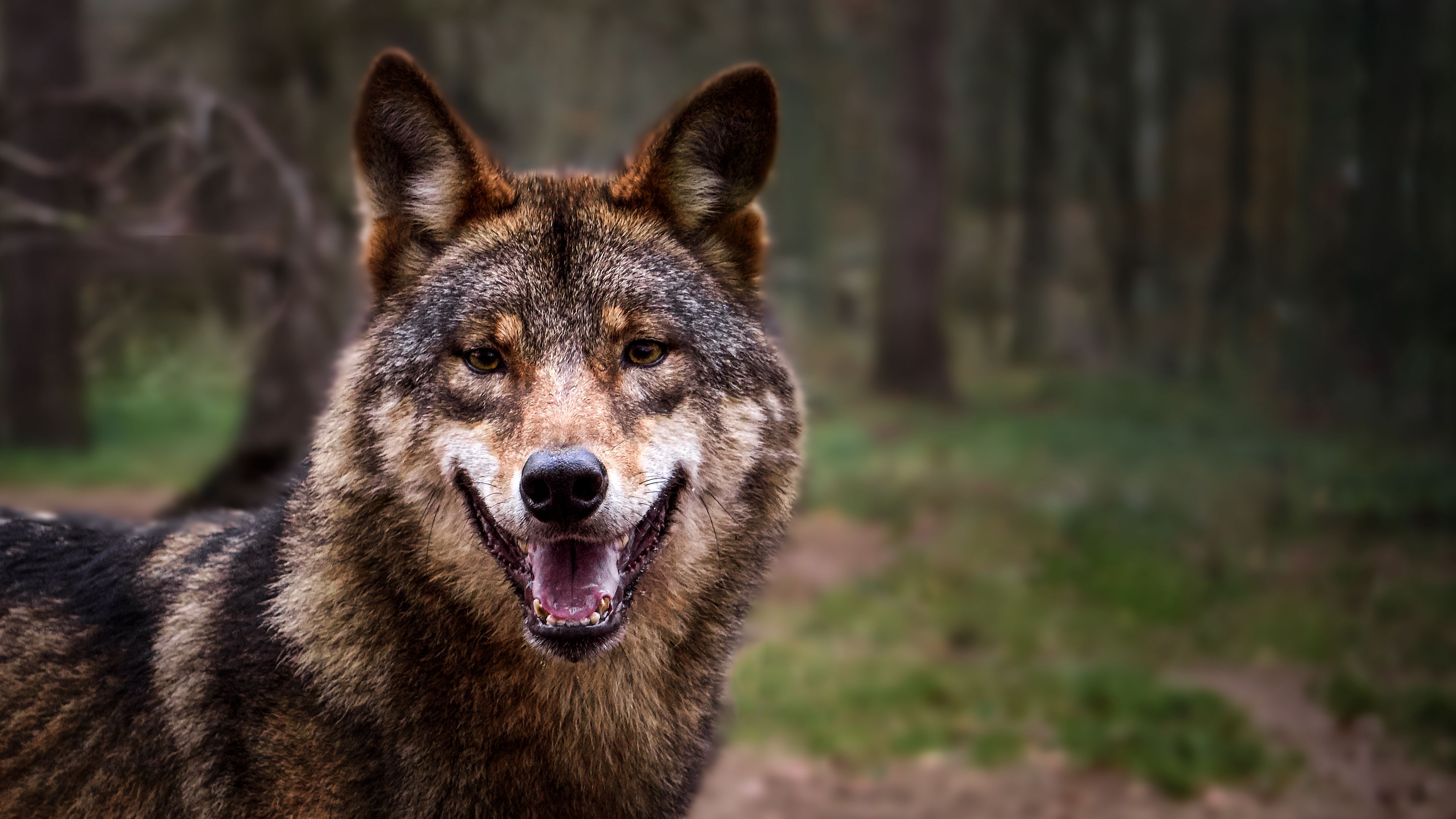 Download wallpaper 3840x2160 wolf, predator, gray, forest 4k uhd 16:9 ...