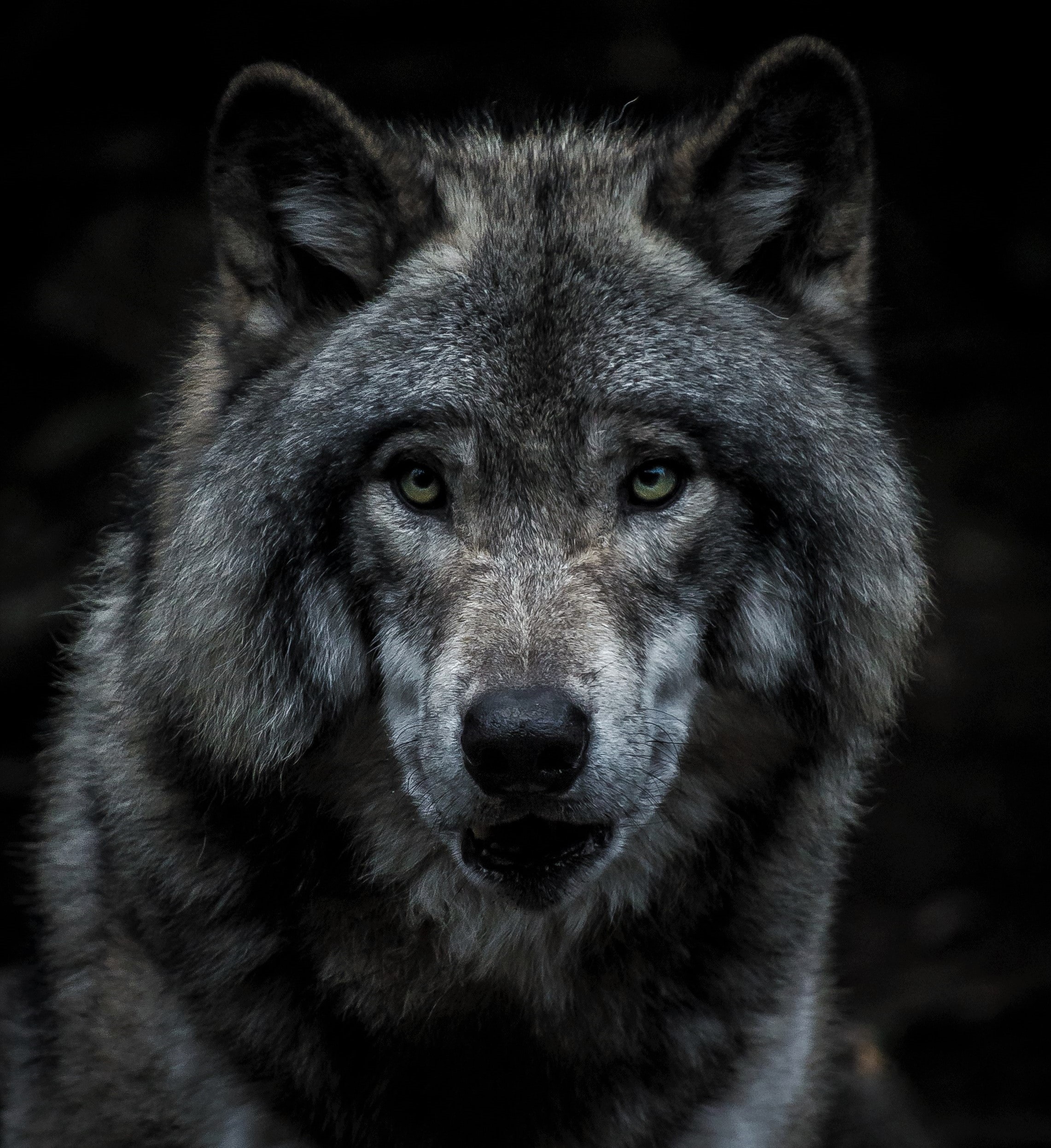 Download wallpaper 2282x2493 wolf, predator, gray, face hd background