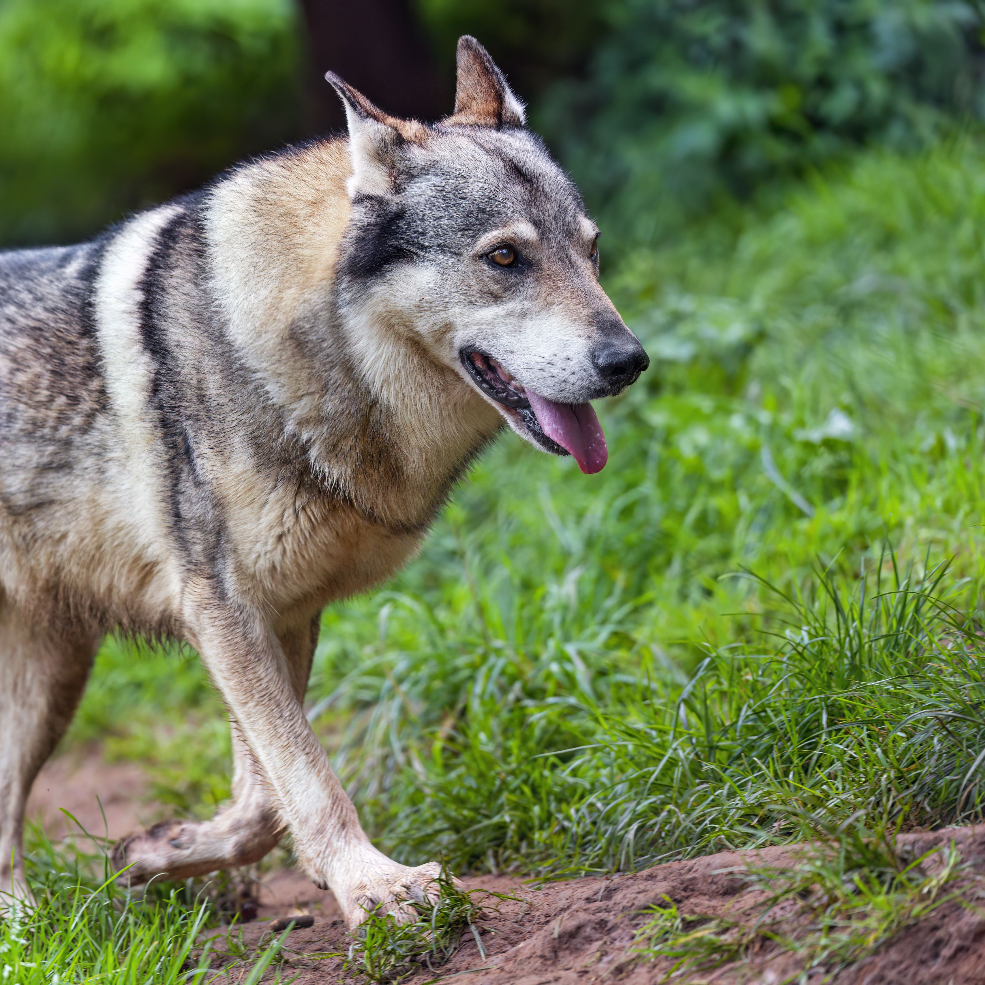 Download wallpaper 3415x3415 wolf, protruding tongue, predator, wild ...