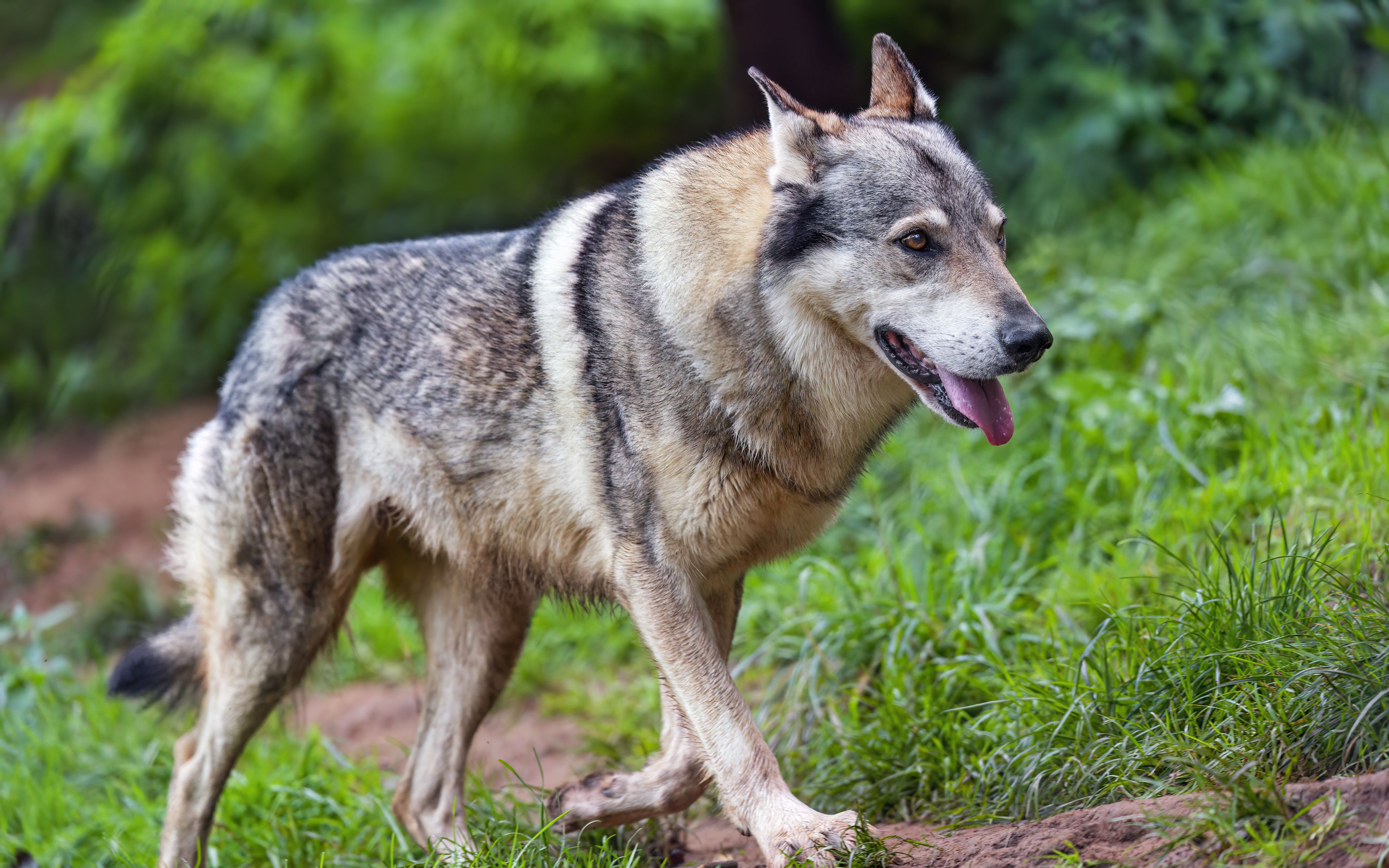 Download wallpaper 3840x2400 wolf, protruding tongue, predator, wild ...