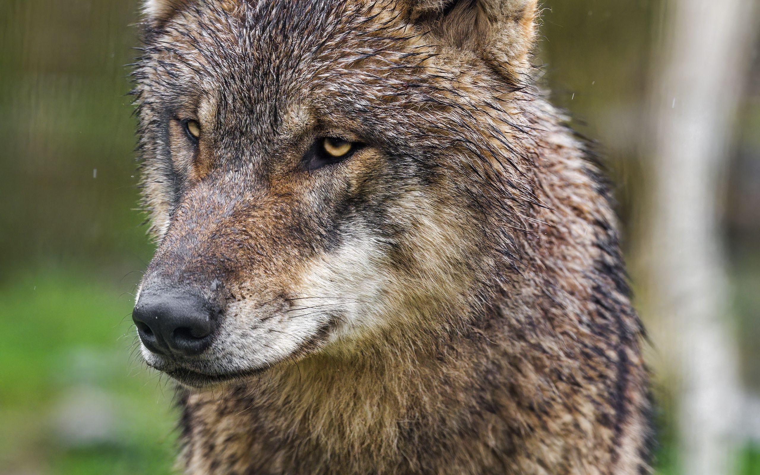 Download wallpaper 2560x1600 wolf, wildlife, predator, animal ...