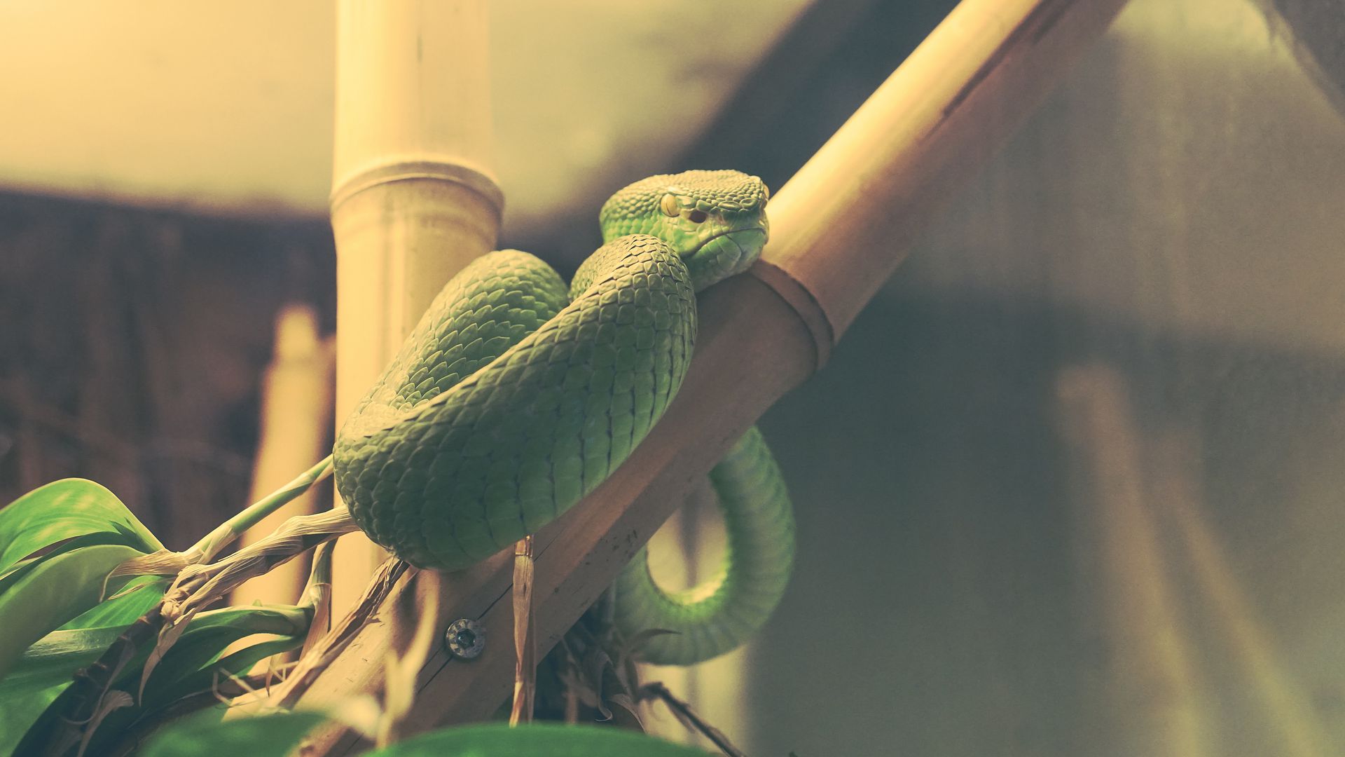 Download wallpaper 1920x1080 wood snake, snake, terrarium, reptile full ...