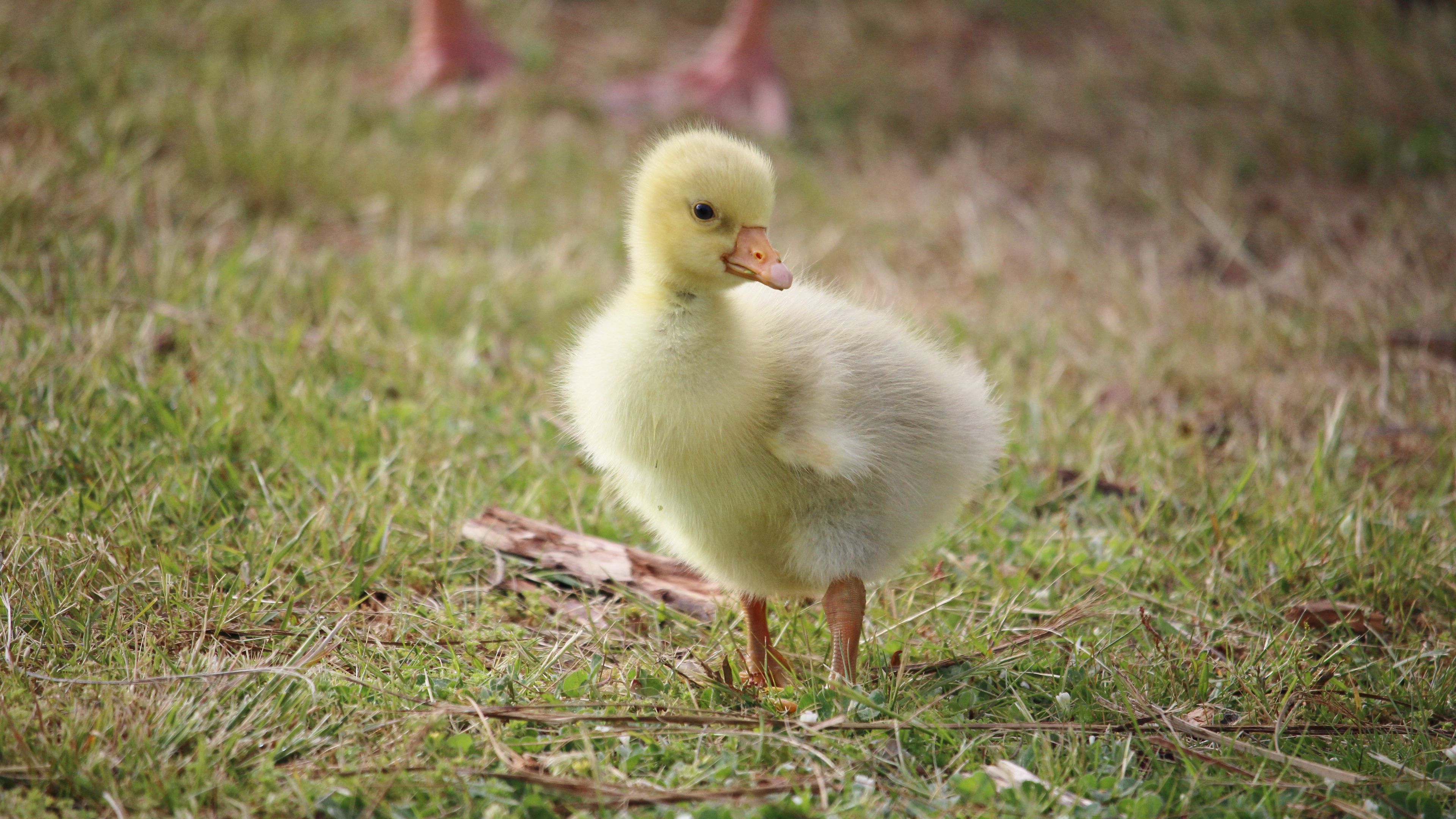 Download wallpaper 3840x2160 gosling, goose, bird, cute 4k uhd 16:9 hd ...