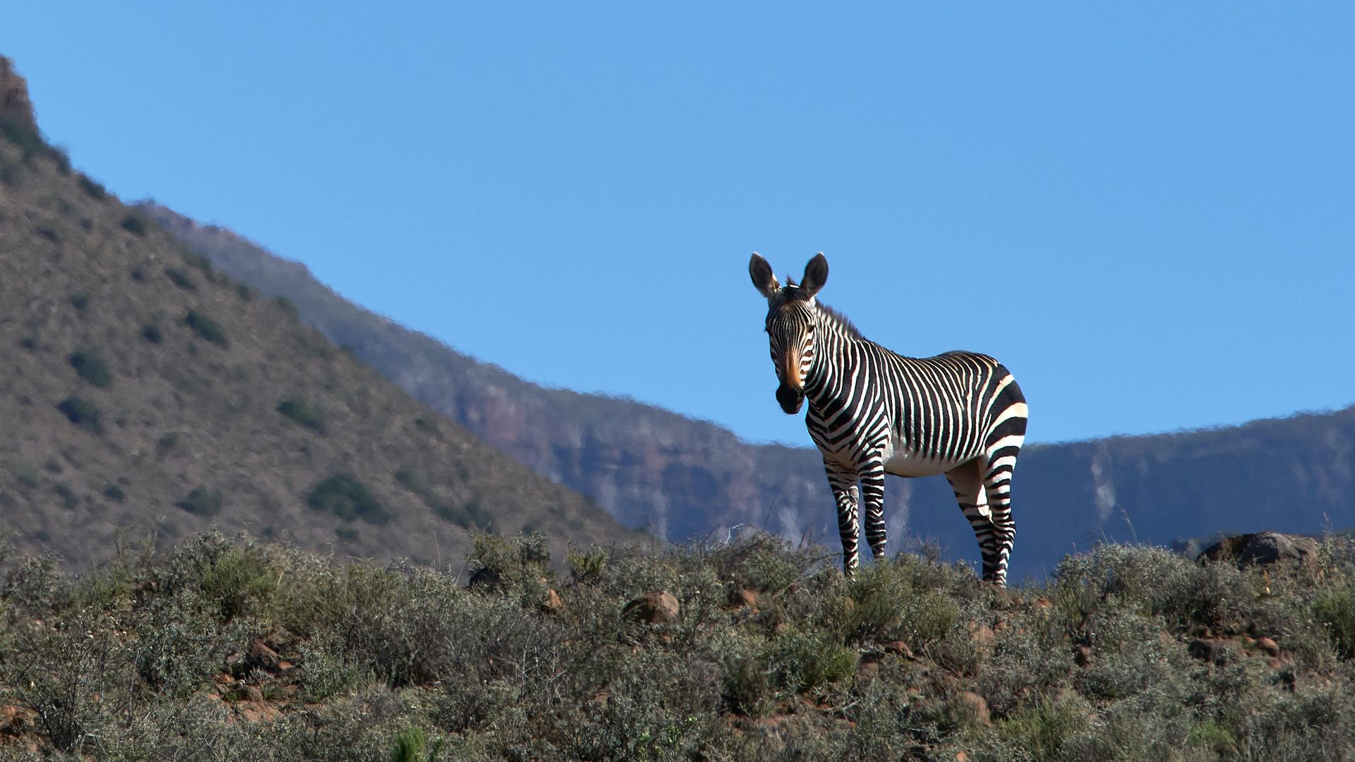 Download wallpaper 1920x1080 zebra, animal, grass, wildlife full hd ...