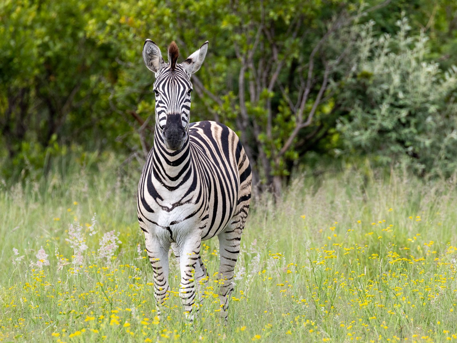 Download wallpaper 1600x1200 zebra, field, trees, stripes, animal ...